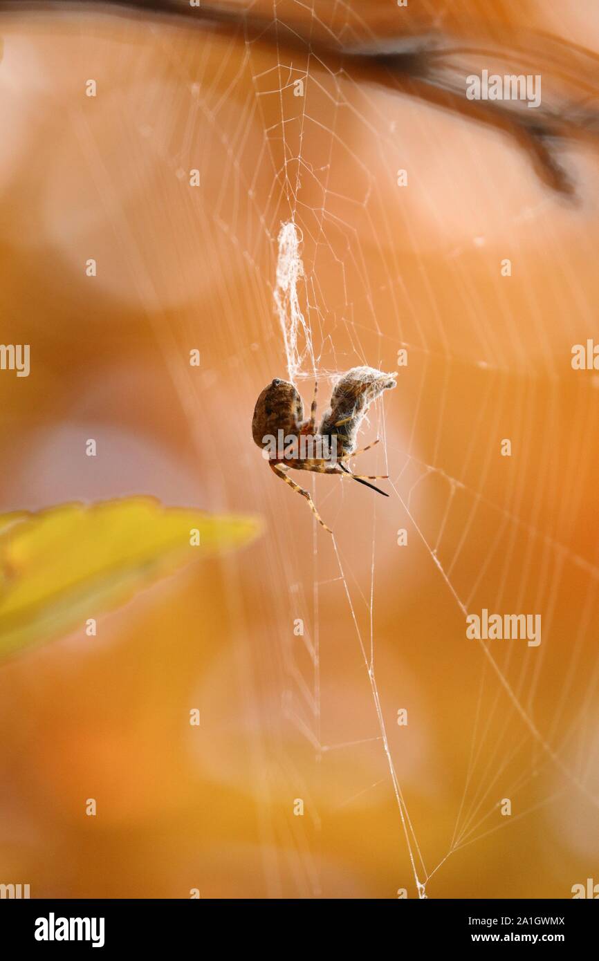 Autumn Spider Catching Prey Stock Photo - Alamy