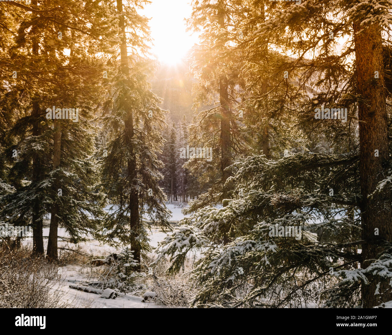Cold trees and light outdoors hi-res stock photography and images - Alamy