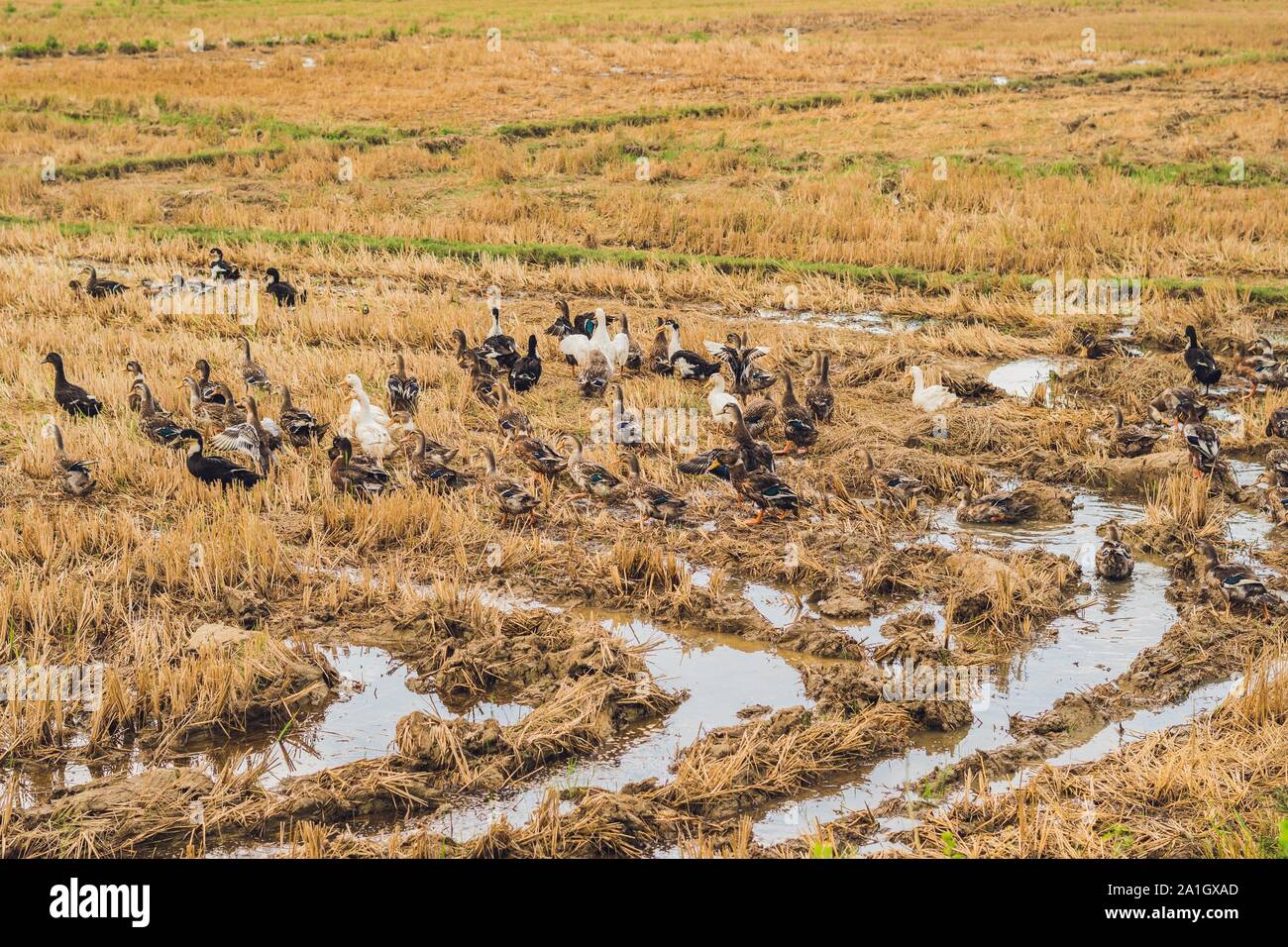 flock of ducks forage food in rice field Stock Photo - Alamy