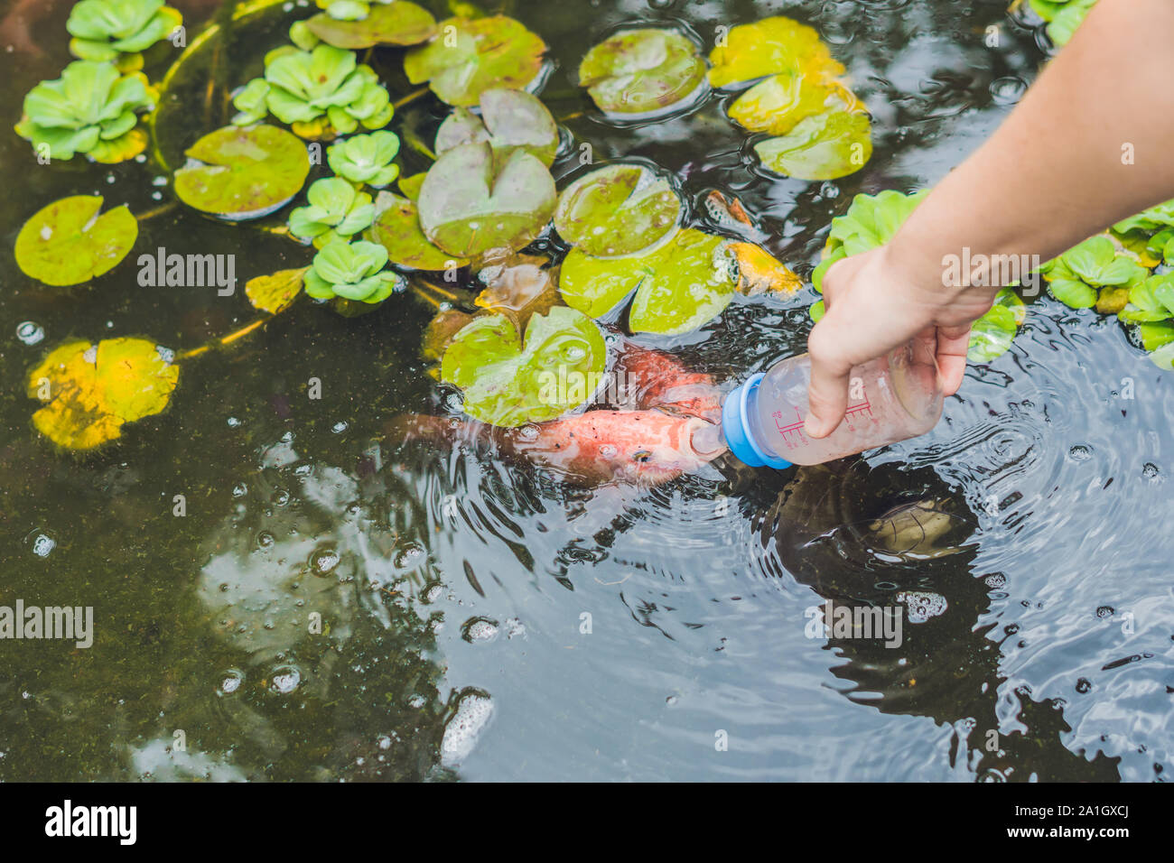 Feeding fishes from baby bottles. Koi carps Stock Photo - Alamy