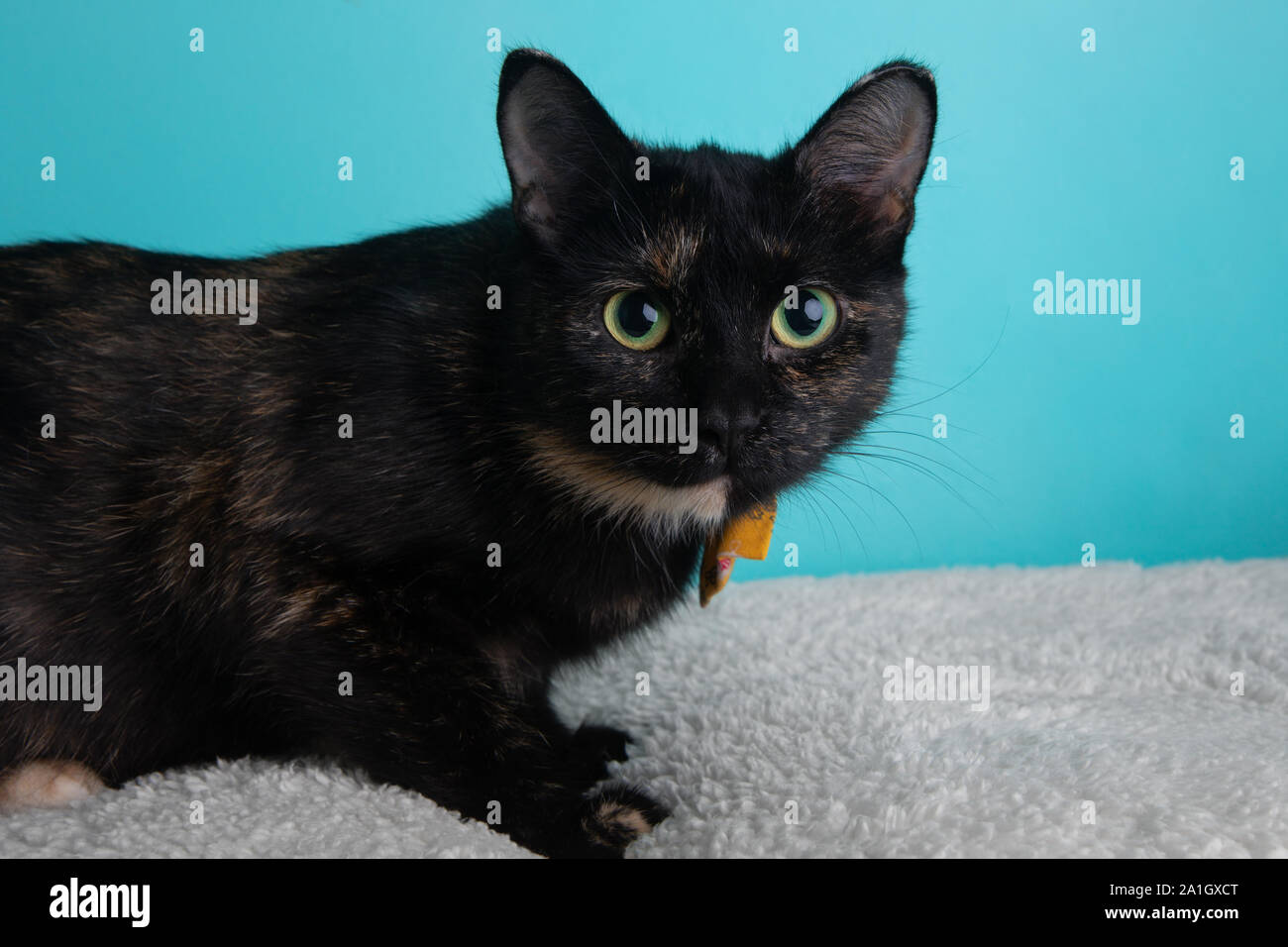 Funny Tortoiseshell Cat Wearing Bow Tie Orange Flowers Close Up Face ...