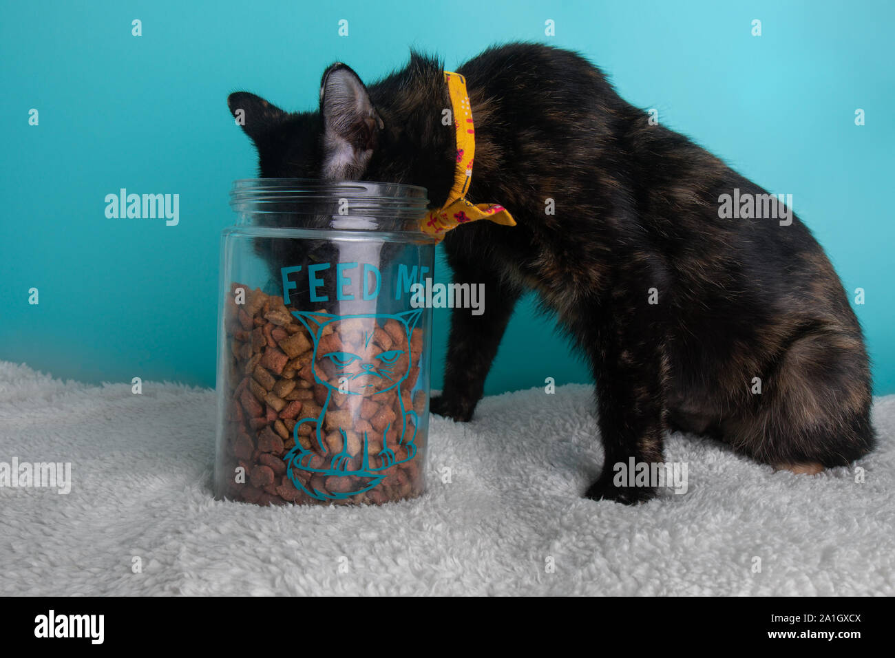 Funny Tortoiseshell Cat Wearing Bow Tie Orange Flowers Eating Treats ...