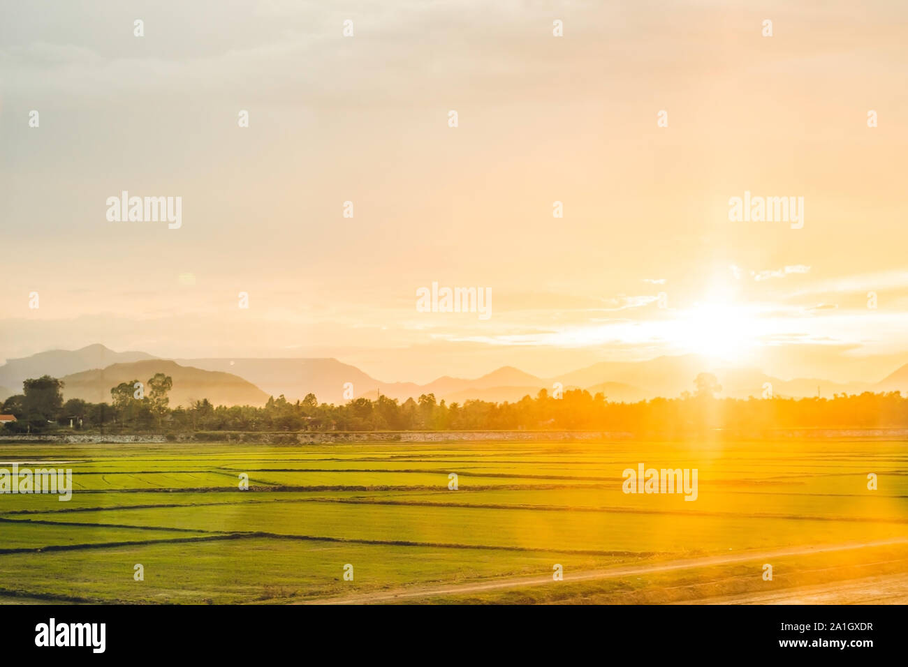 Beautiful view of rice paddy field during sunset . Nature composition ...