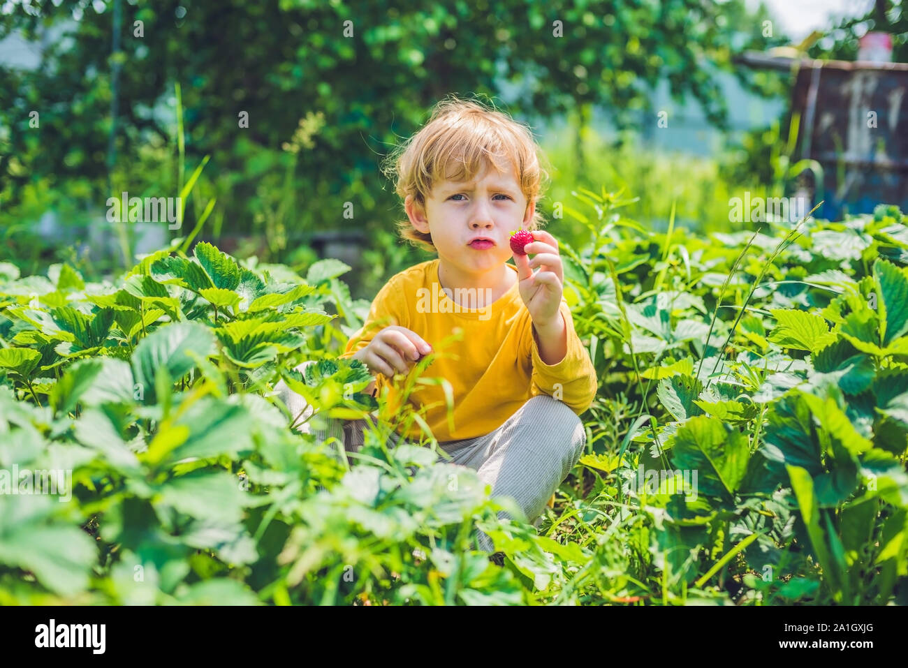 Happy caucasian little boy picking and eating strawberries on berry ...
