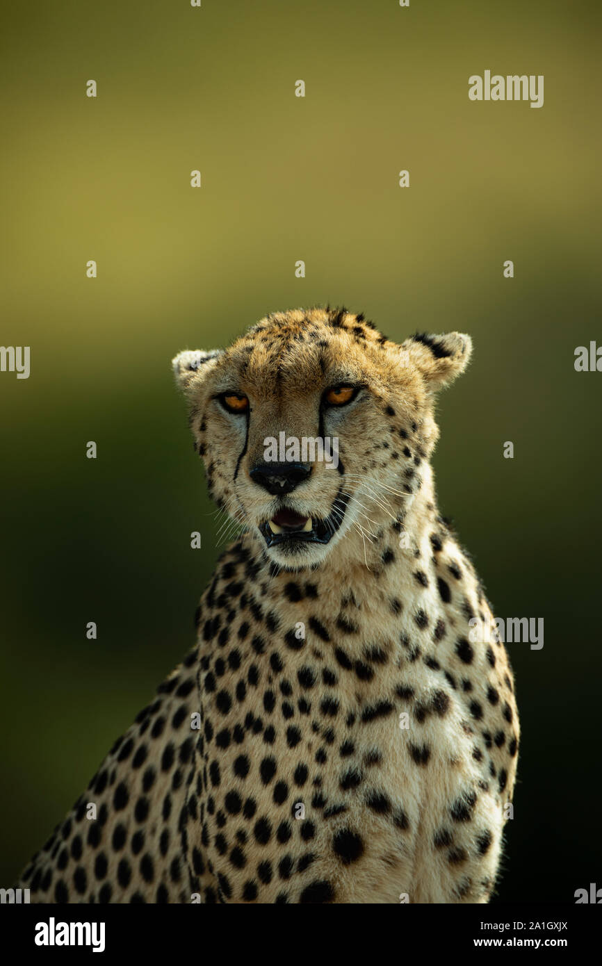 Cheetah Vertical Portrait Stock Photo - Alamy