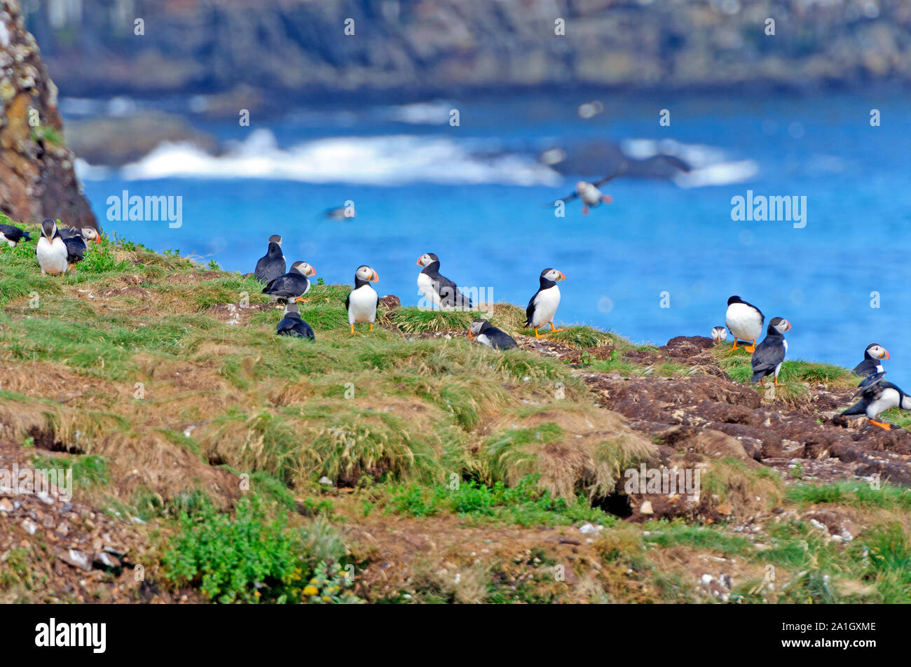 Puffins on a nesting island near Elliston, Newfoundland Stock Photo - Alamy