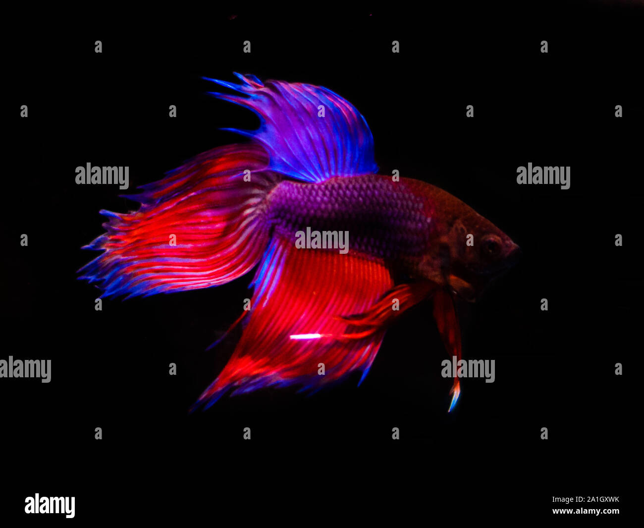 Beautiful beta Fish with black Background Stock Photo - Alamy