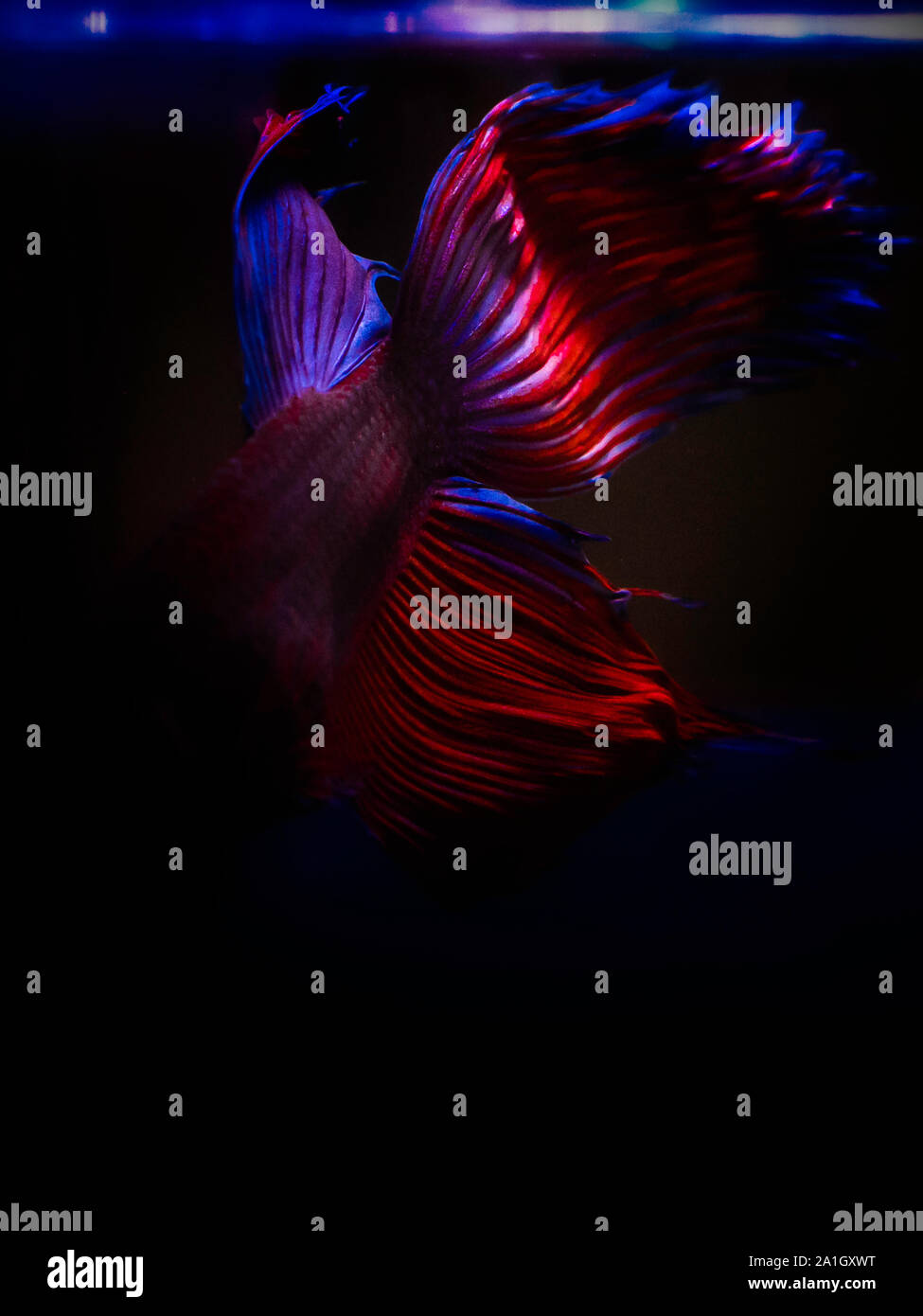 Beautiful beta Fish with black Background Stock Photo - Alamy