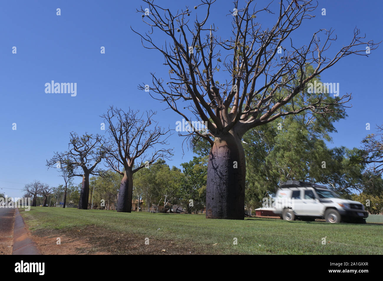 Boab Trees Kimberley High Resolution Stock Photography and Images - Alamy