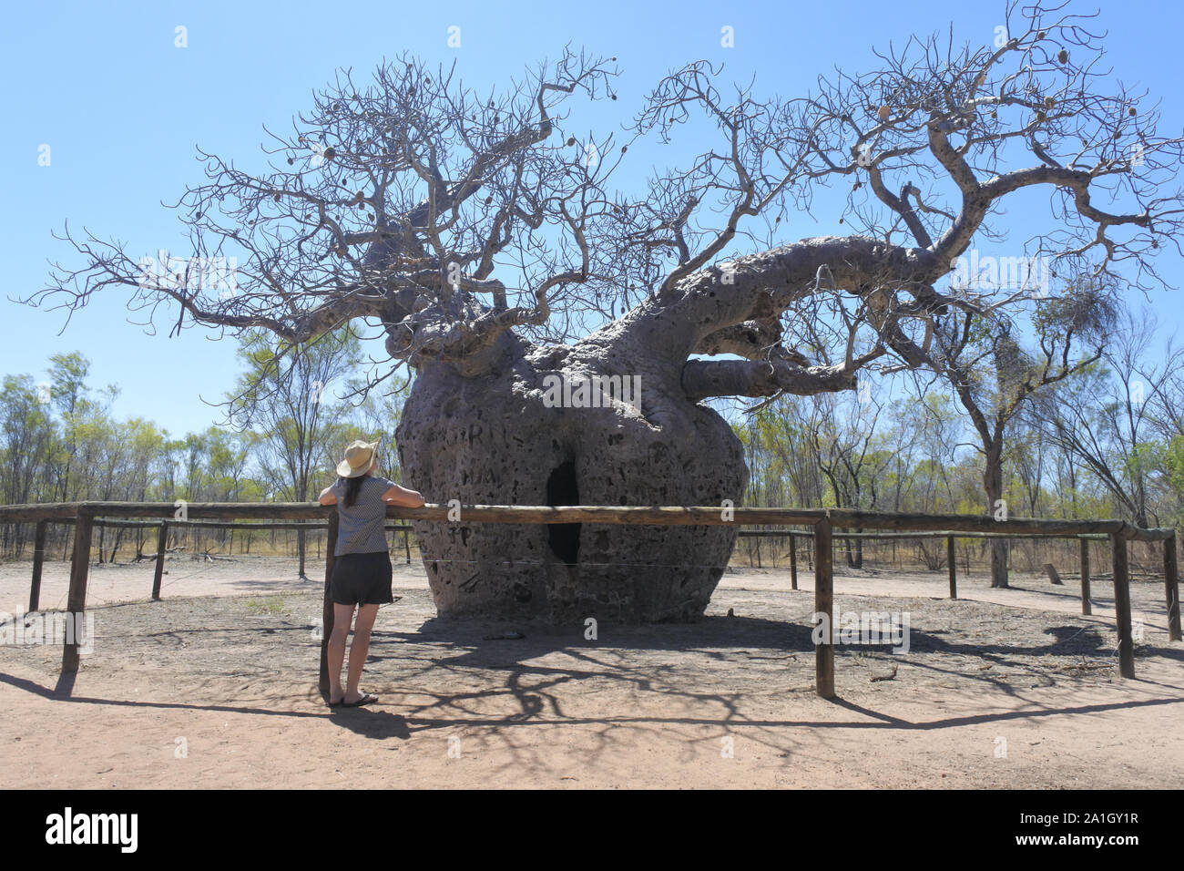 Boab Tree One High Resolution Stock Photography and Images - Alamy