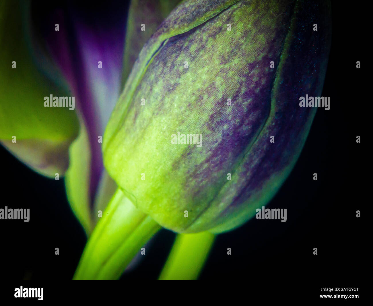 Macro Orchid Buttons Stock Photo - Alamy