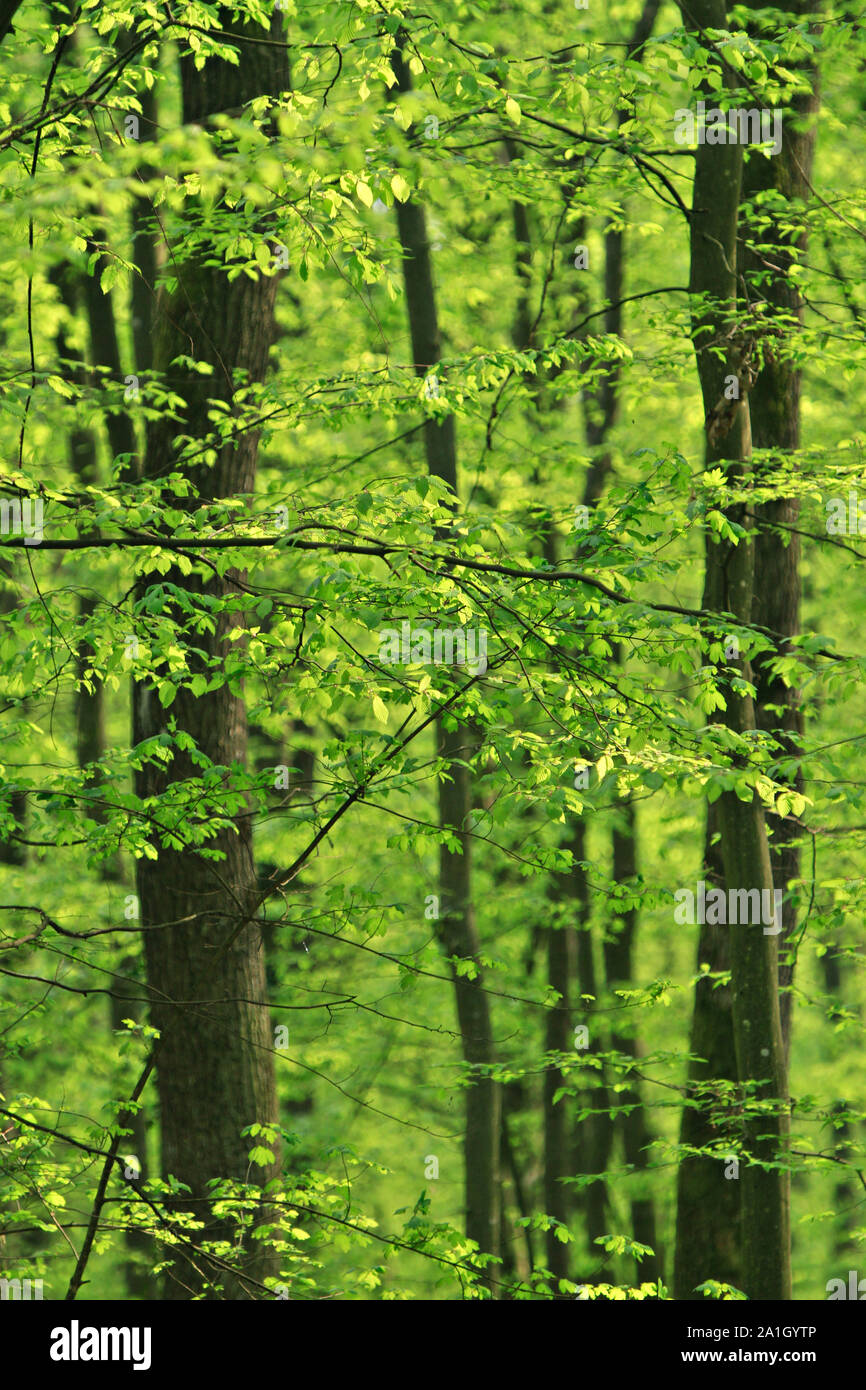 Green forest scene hi-res stock photography and images - Alamy