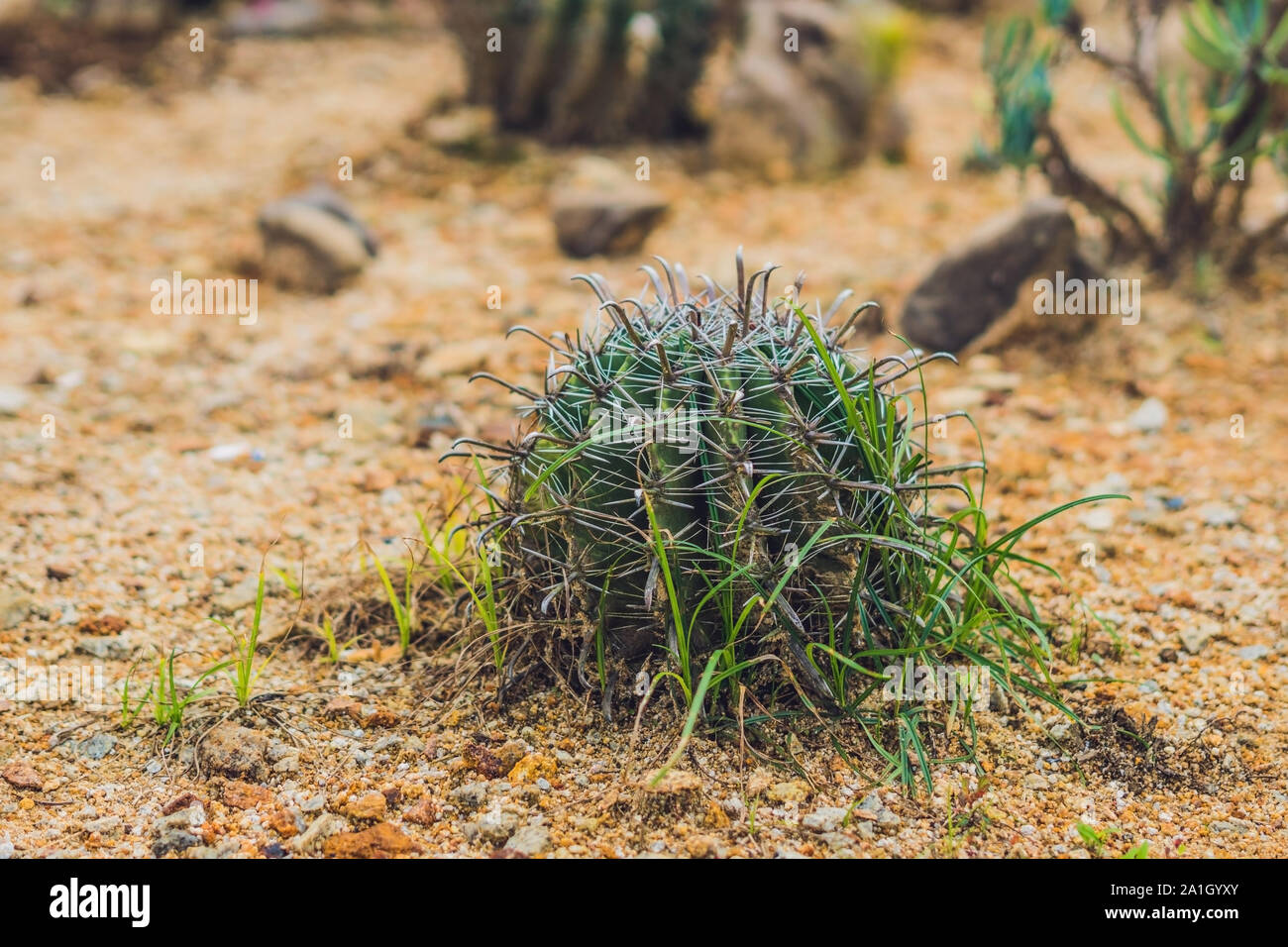 Big round cactus hi-res stock photography and images - Alamy