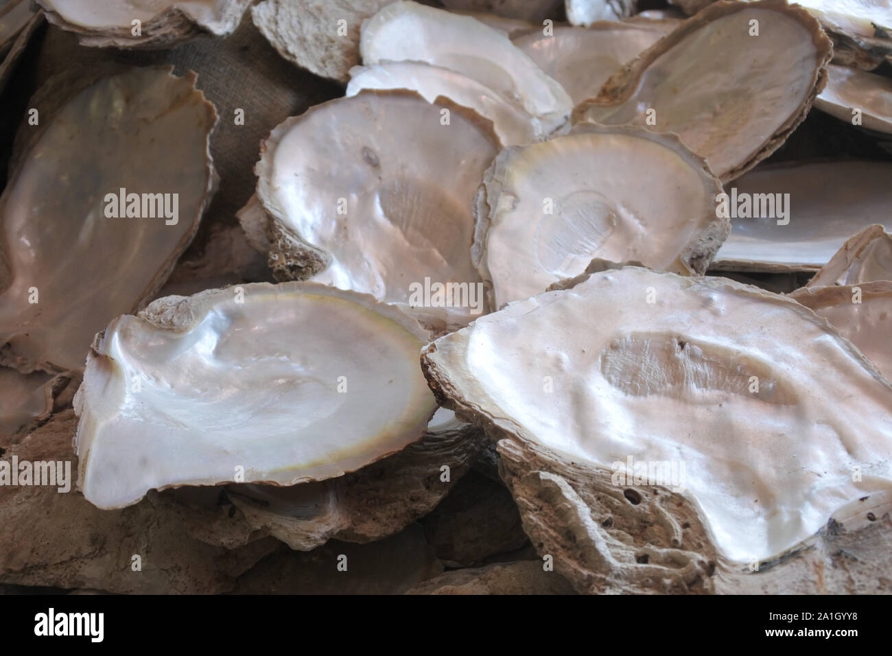 Australian Pearls High Resolution Stock Photography and Images - Alamy