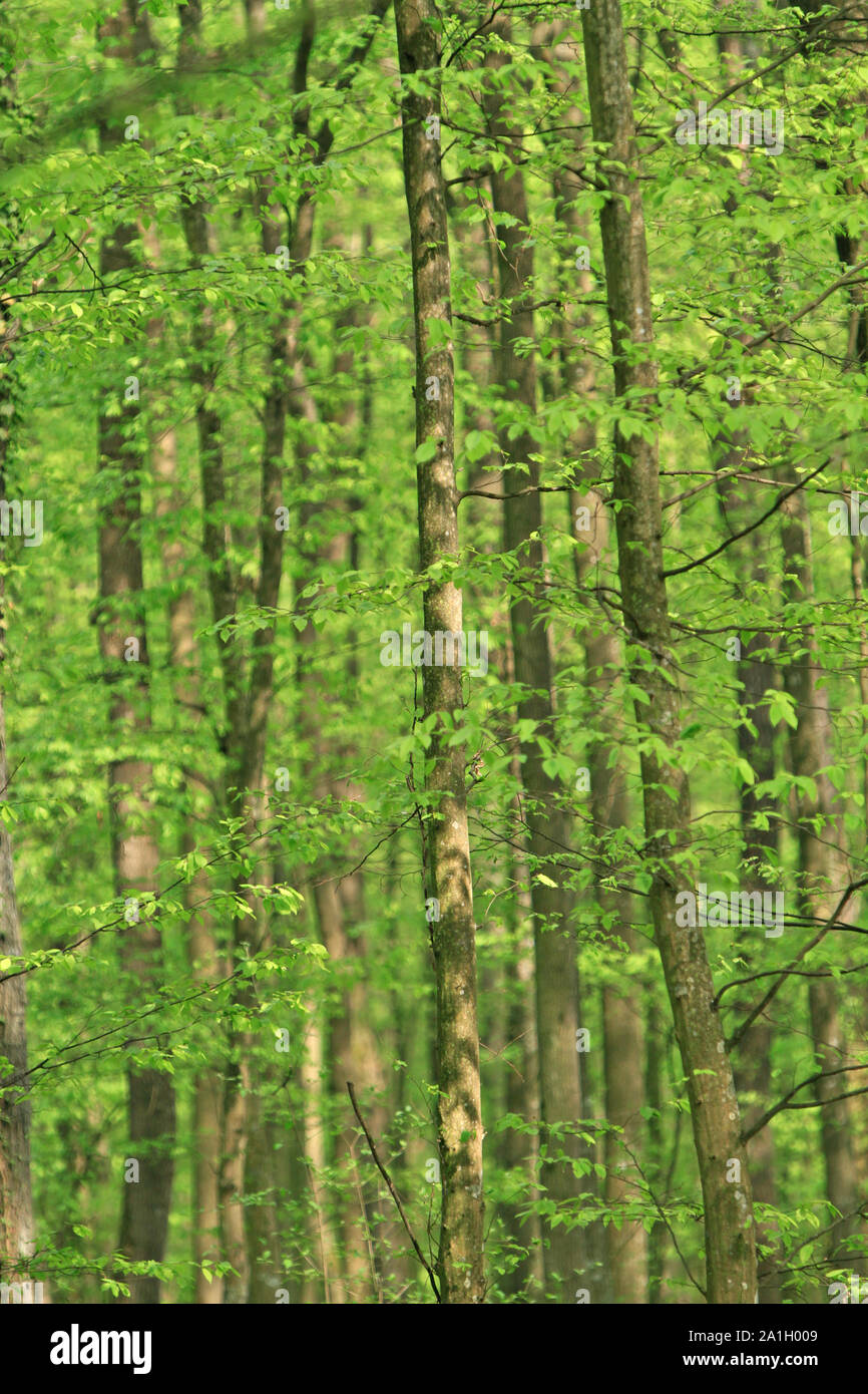 Green forest scene hi-res stock photography and images - Alamy