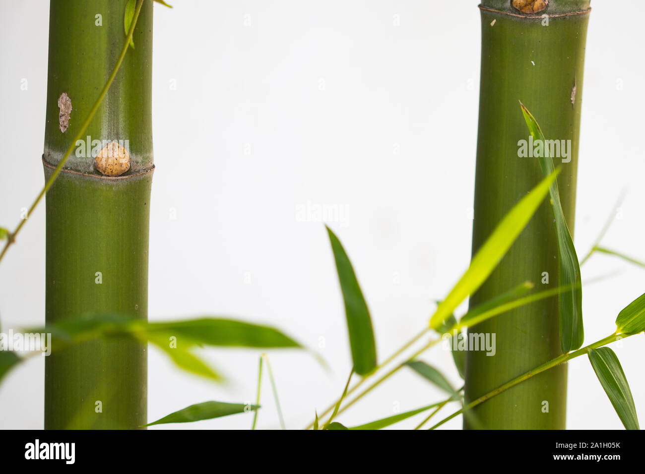 background texture nature bamboo tree with leaf herbal flora of asia ...