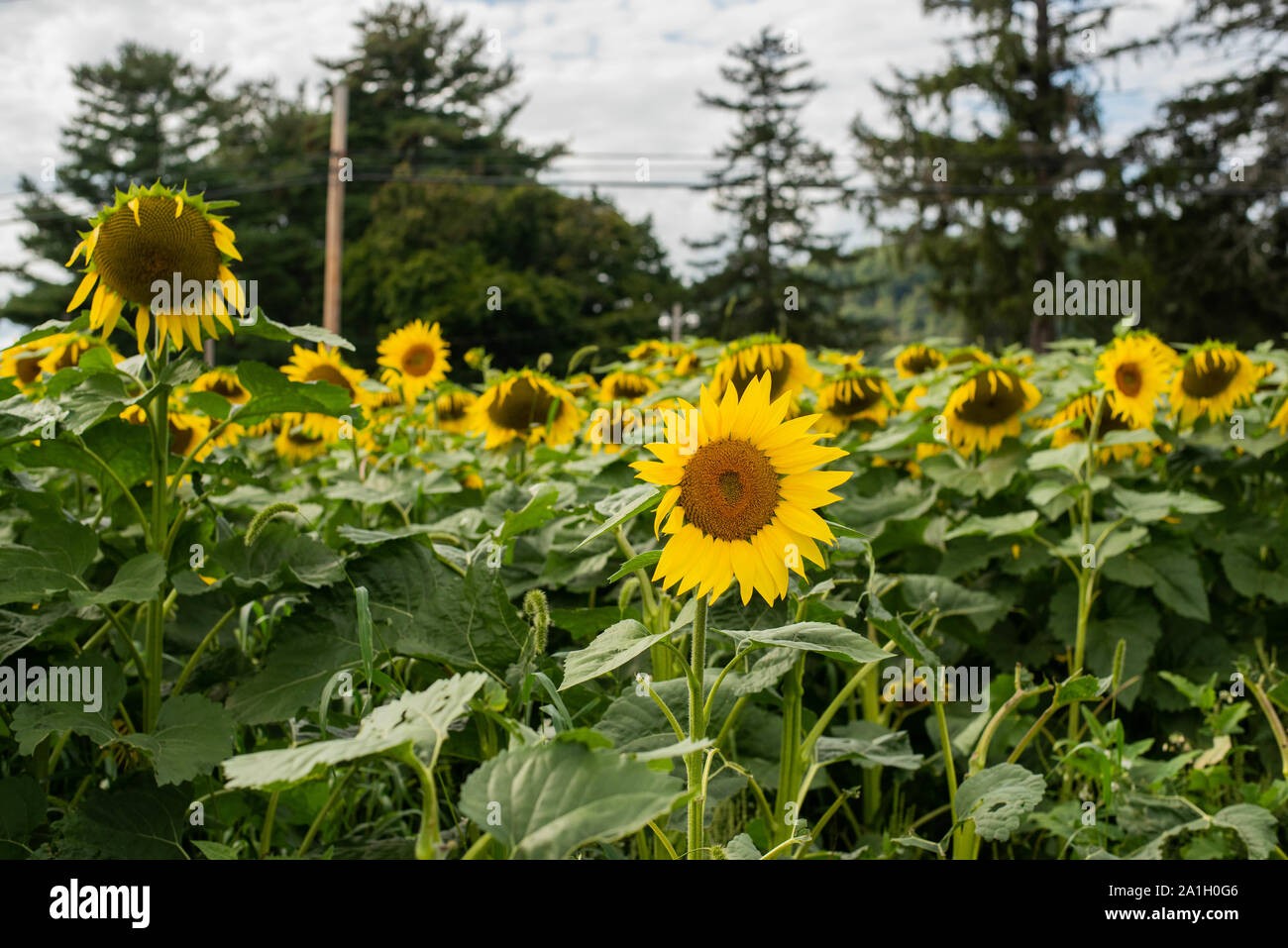 Sunflowers bloom toward the sun in a field in a rural area of ...