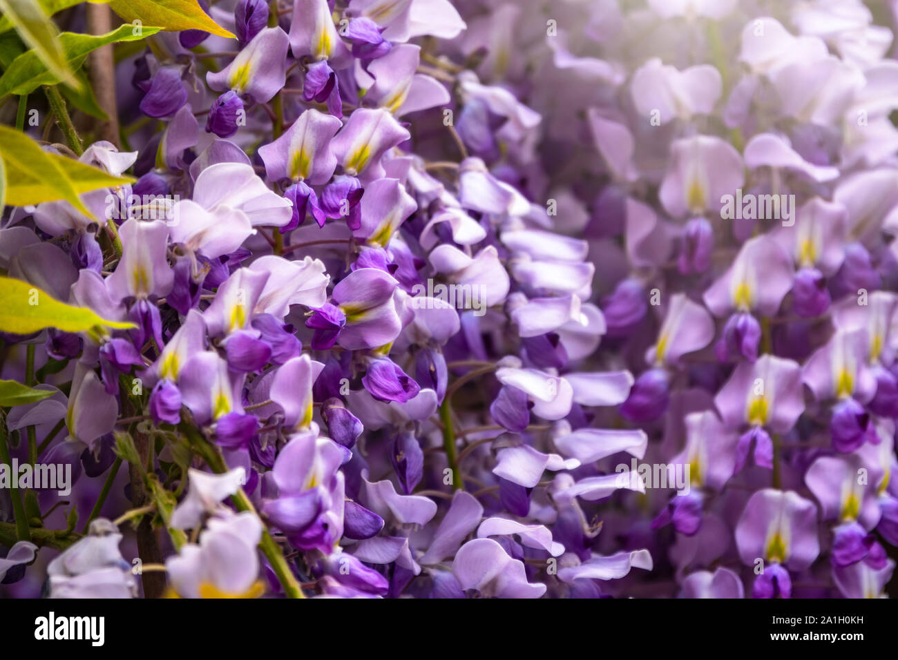 Lush purple flowers of wisteria in sunset light Stock Photo - Alamy