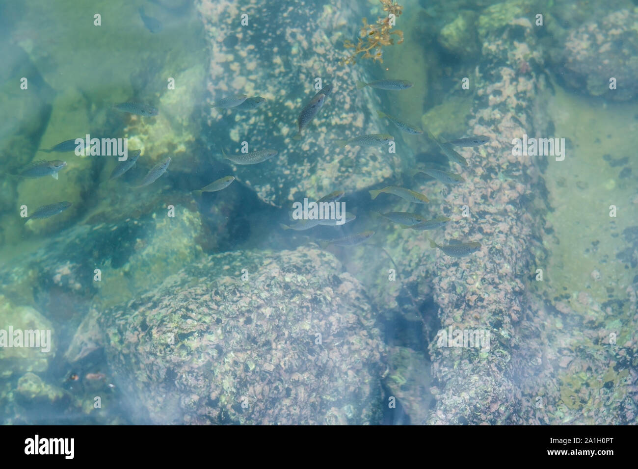 Transparent sea water with fish. Fish in the transparent sea Stock ...