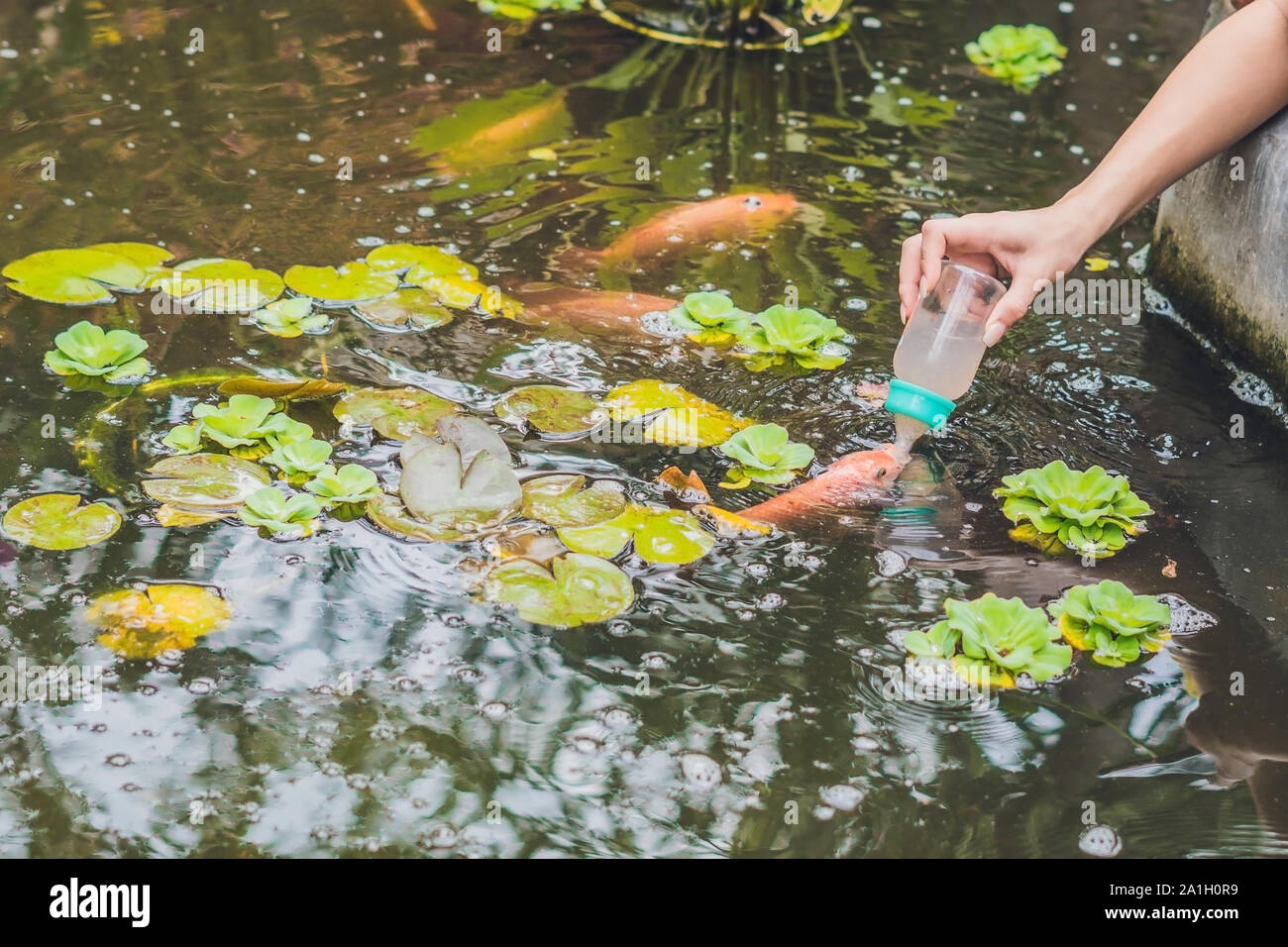 Feeding fishes from baby bottles. Koi carps Stock Photo - Alamy