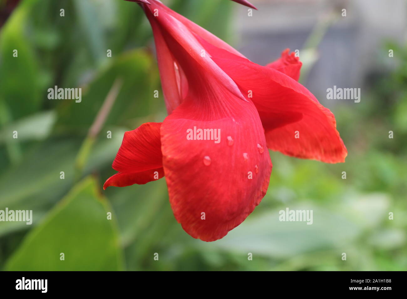 Red dahlia flower dew drops hi-res stock photography and images - Alamy