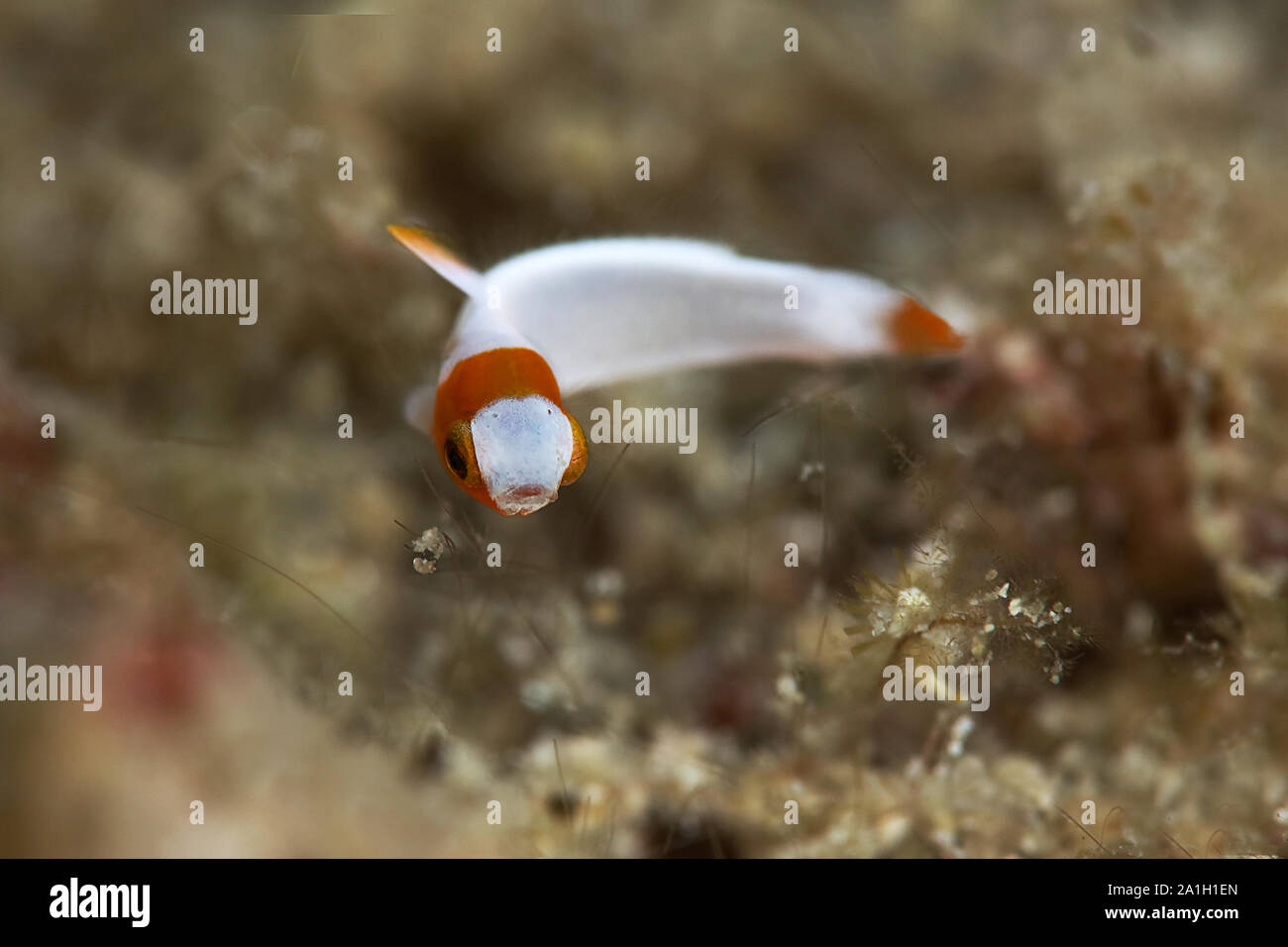 Juvenile Spotted parrotfish (Cetoscarus ocellatus). Picture was taken ...