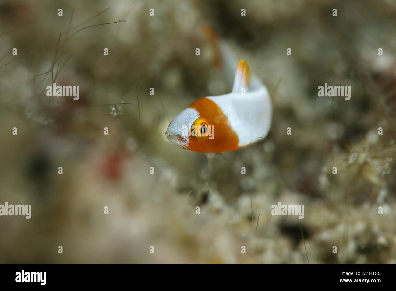 Juvenile Spotted parrotfish (Cetoscarus ocellatus). Picture was taken ...