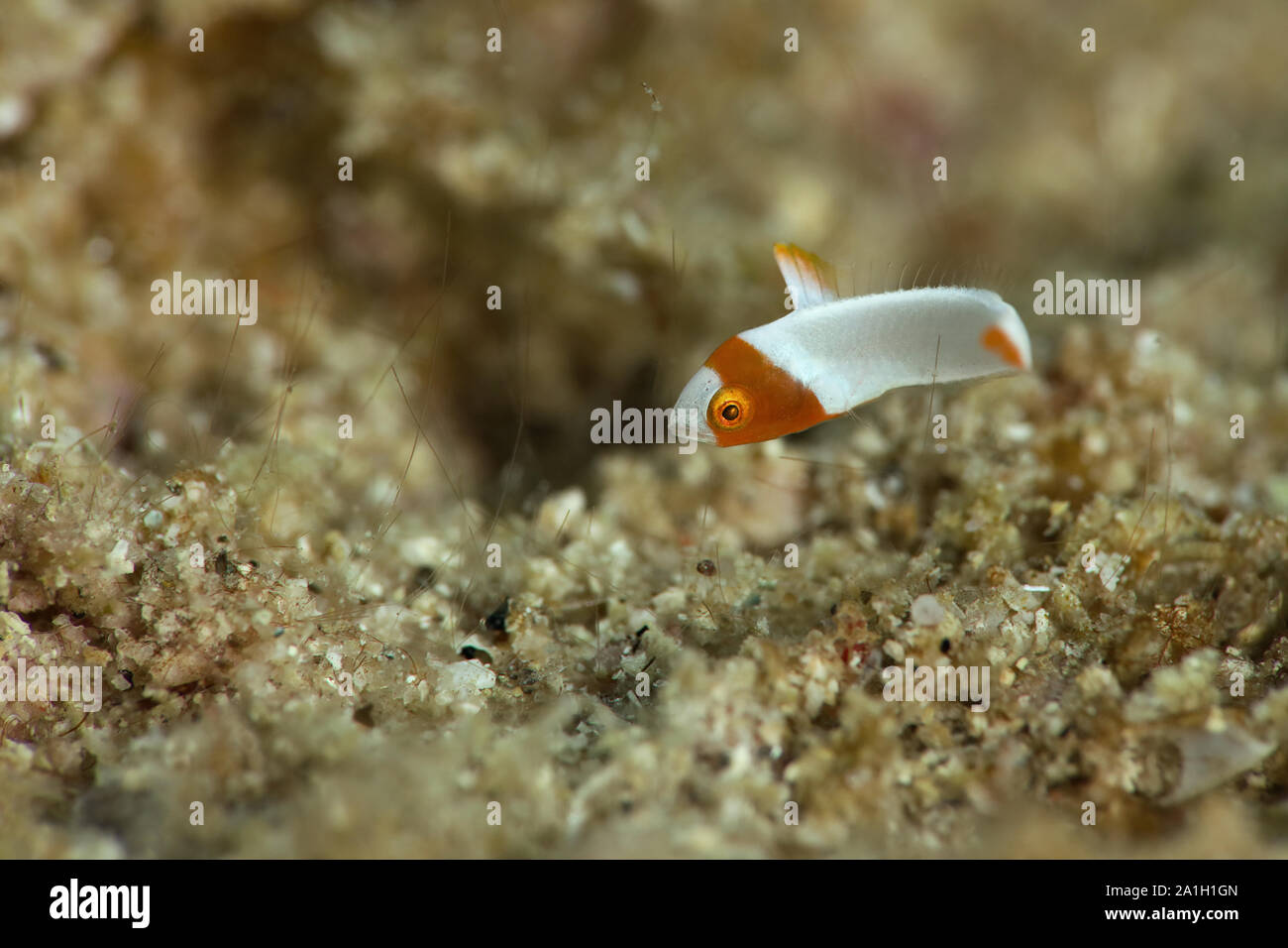 Parrotfish underwater hi-res stock photography and images - Alamy