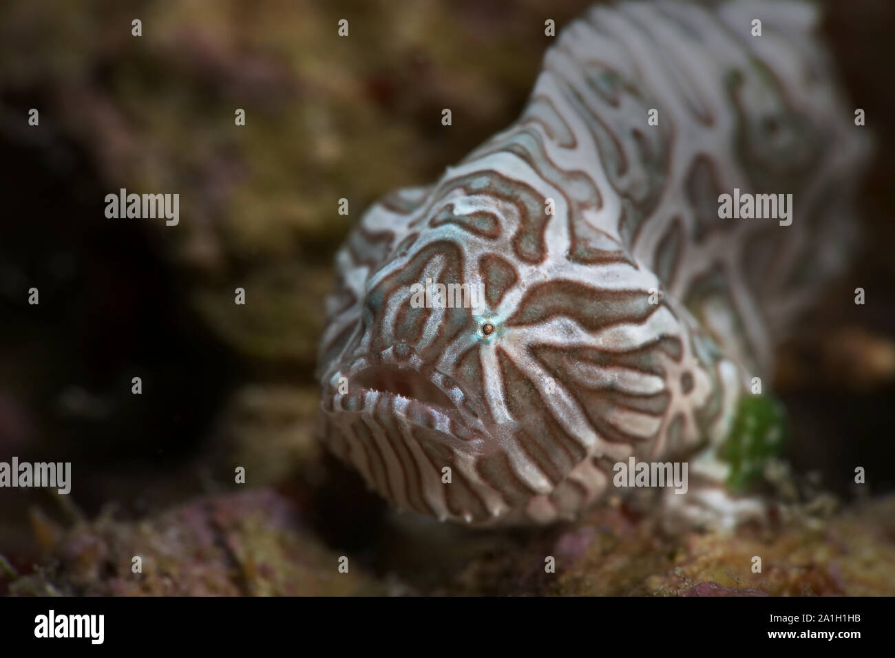 Psychedelic frogfish (Histiophryne psychedelica). Picture was taken in ...