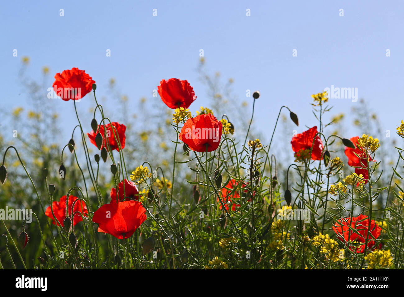 Ww1 soldier in poppy field hi-res stock photography and images - Alamy
