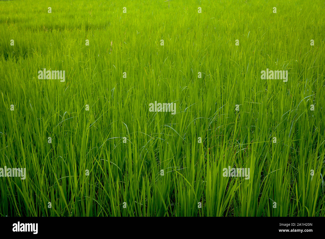Paddy field tall rice crop hi-res stock photography and images - Alamy