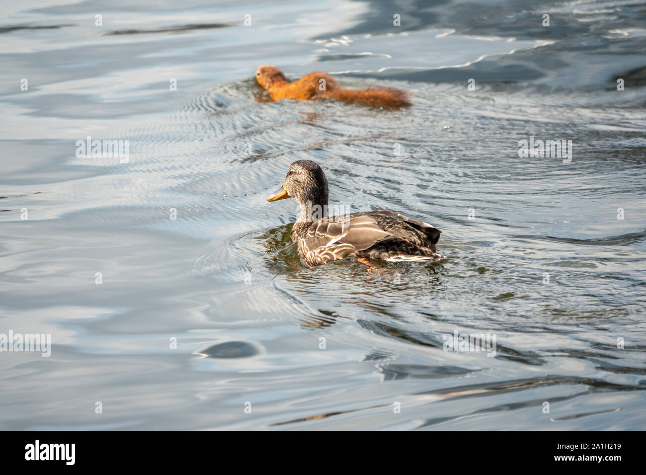 An unusual squirrel swims in a pond with a duck. Copy space water ...
