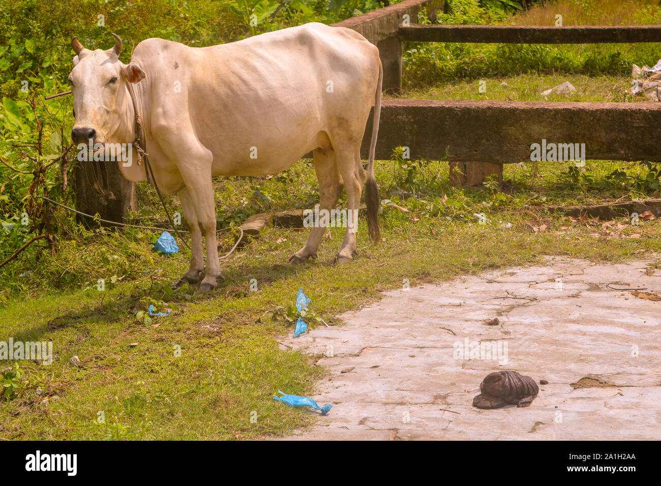 A Big White Cow On The Field Stock Photo - Alamy