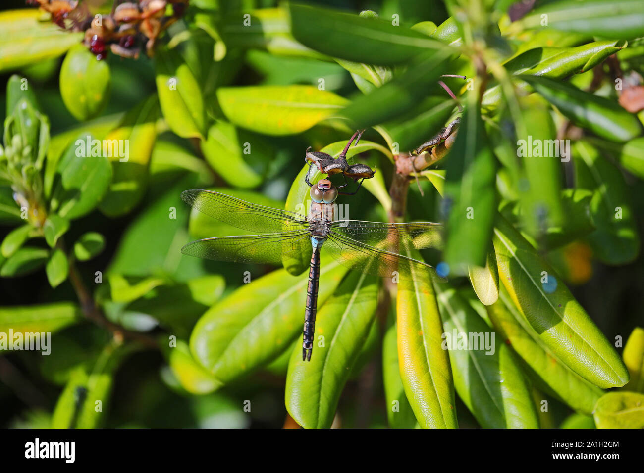 Lesser Emperor dragonfly Latin Anax Parthenope feeding on a pittosporum ...