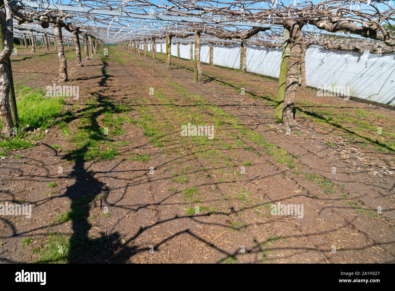 Kiwifruit orchard before new spring growth at pruning time with spidery ...