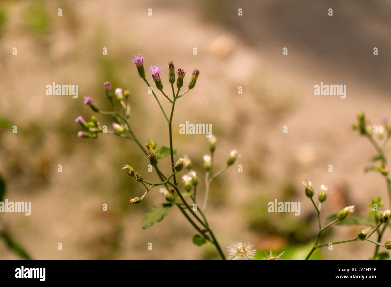 Tiny wild flower hi-res stock photography and images - Alamy