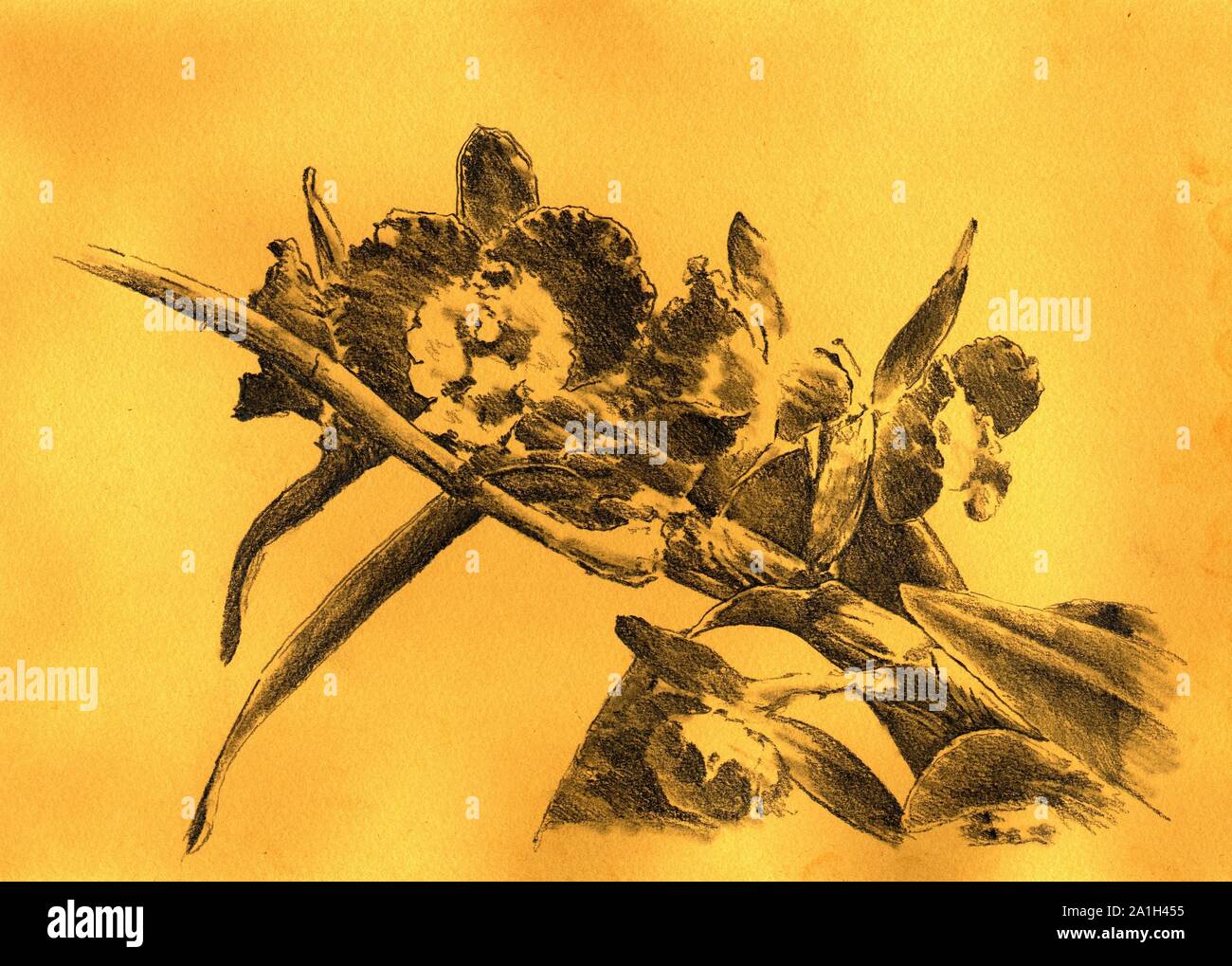 Flower drawing sketch art handmade Stock Photo - Alamy
