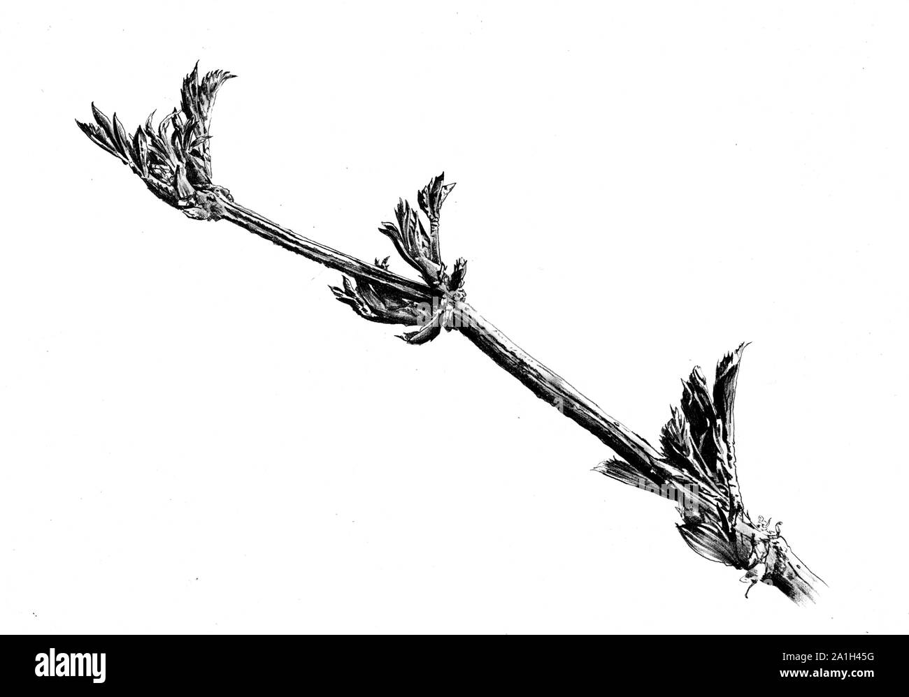 Flower drawing sketch art handmade Stock Photo - Alamy