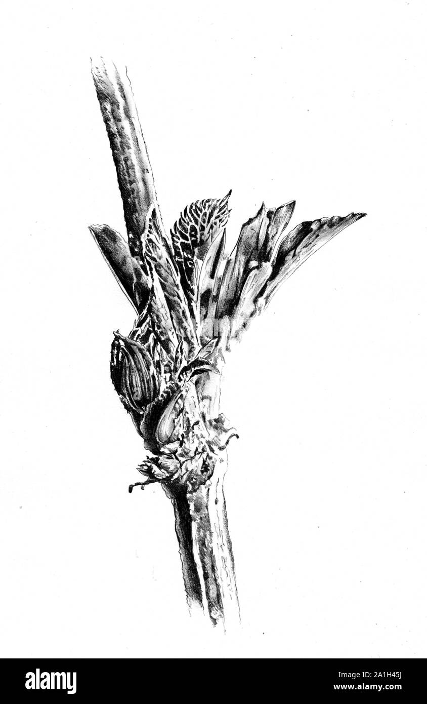 Flower drawing sketch art handmade Stock Photo - Alamy