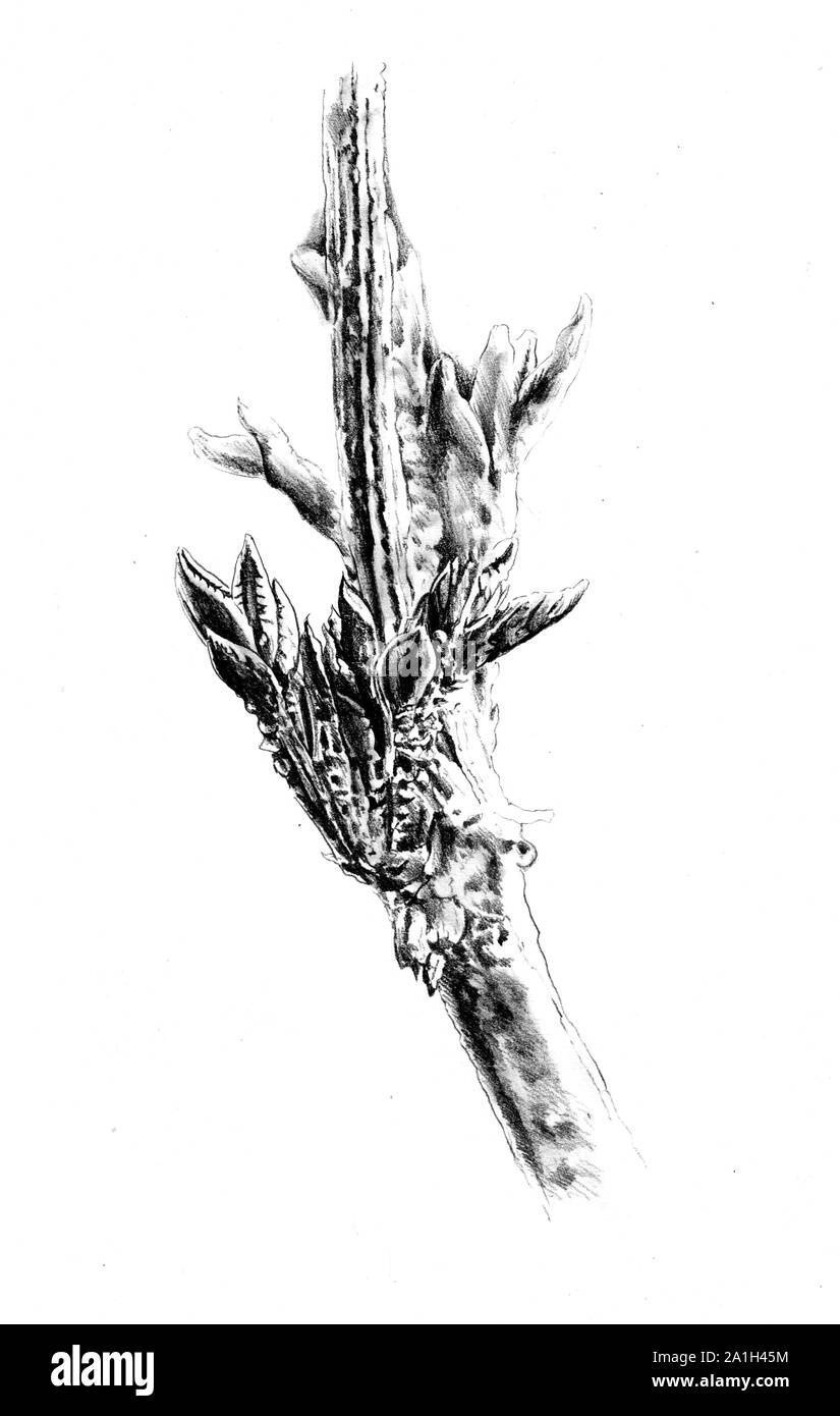 Flower drawing sketch art handmade Stock Photo - Alamy