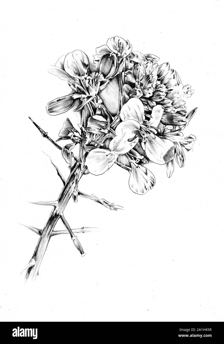Flower drawing sketch art handmade Stock Photo - Alamy