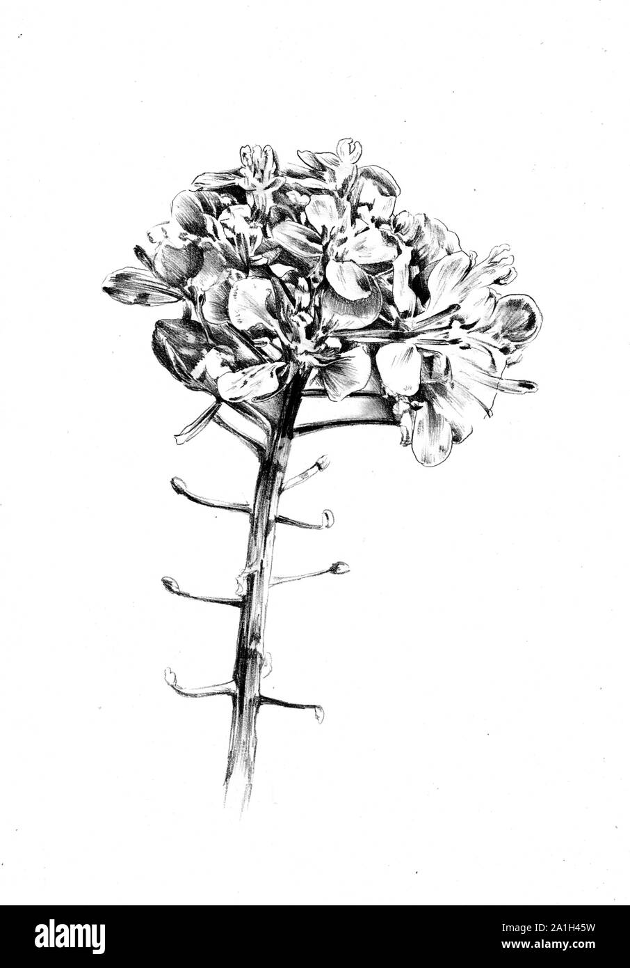 Flower drawing sketch art handmade Stock Photo - Alamy