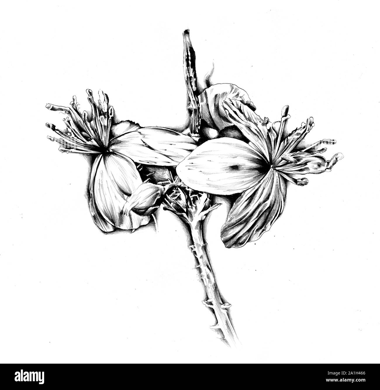 Flower drawing sketch art handmade Stock Photo - Alamy