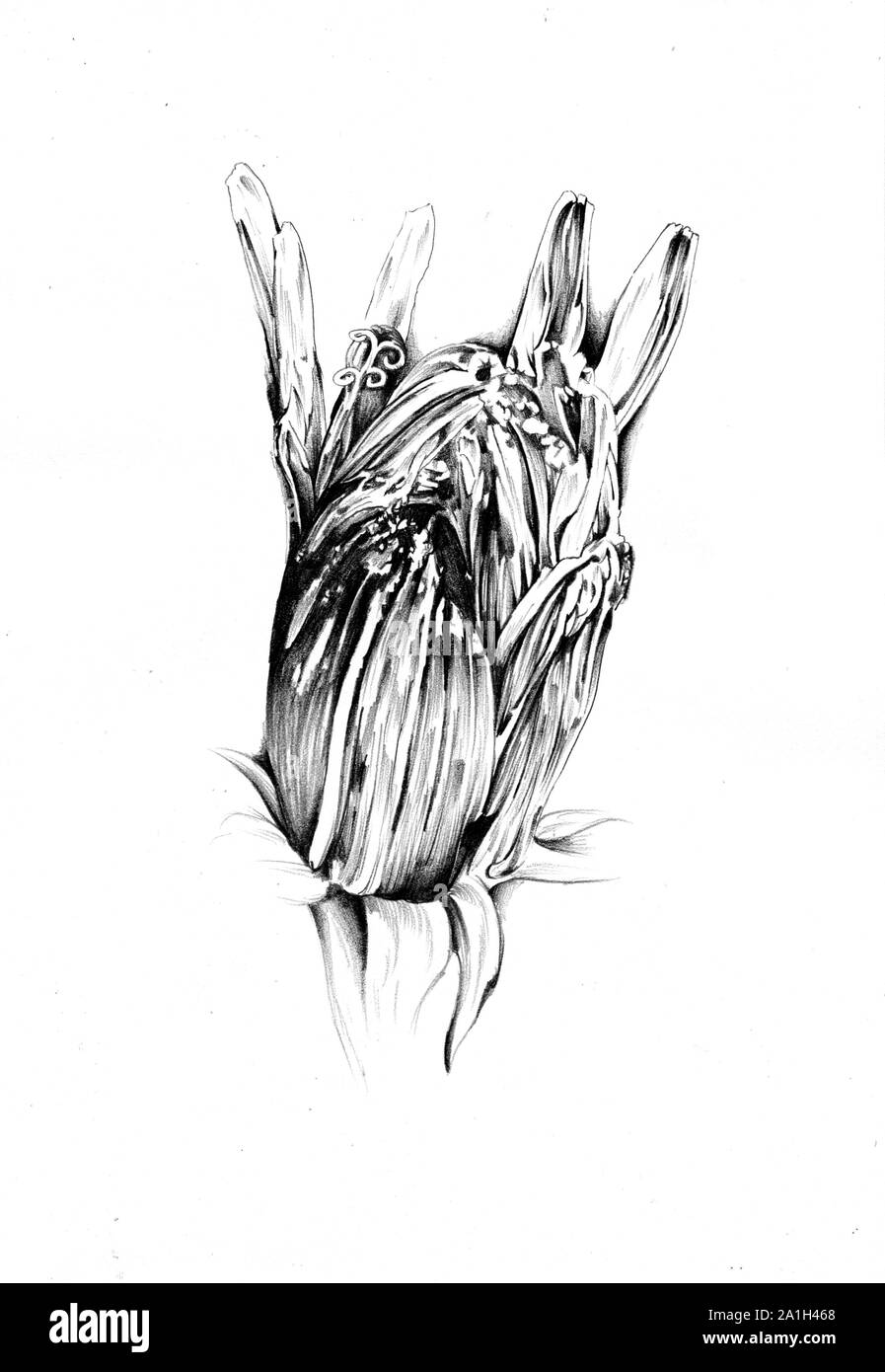 Flower drawing sketch art handmade Stock Photo - Alamy