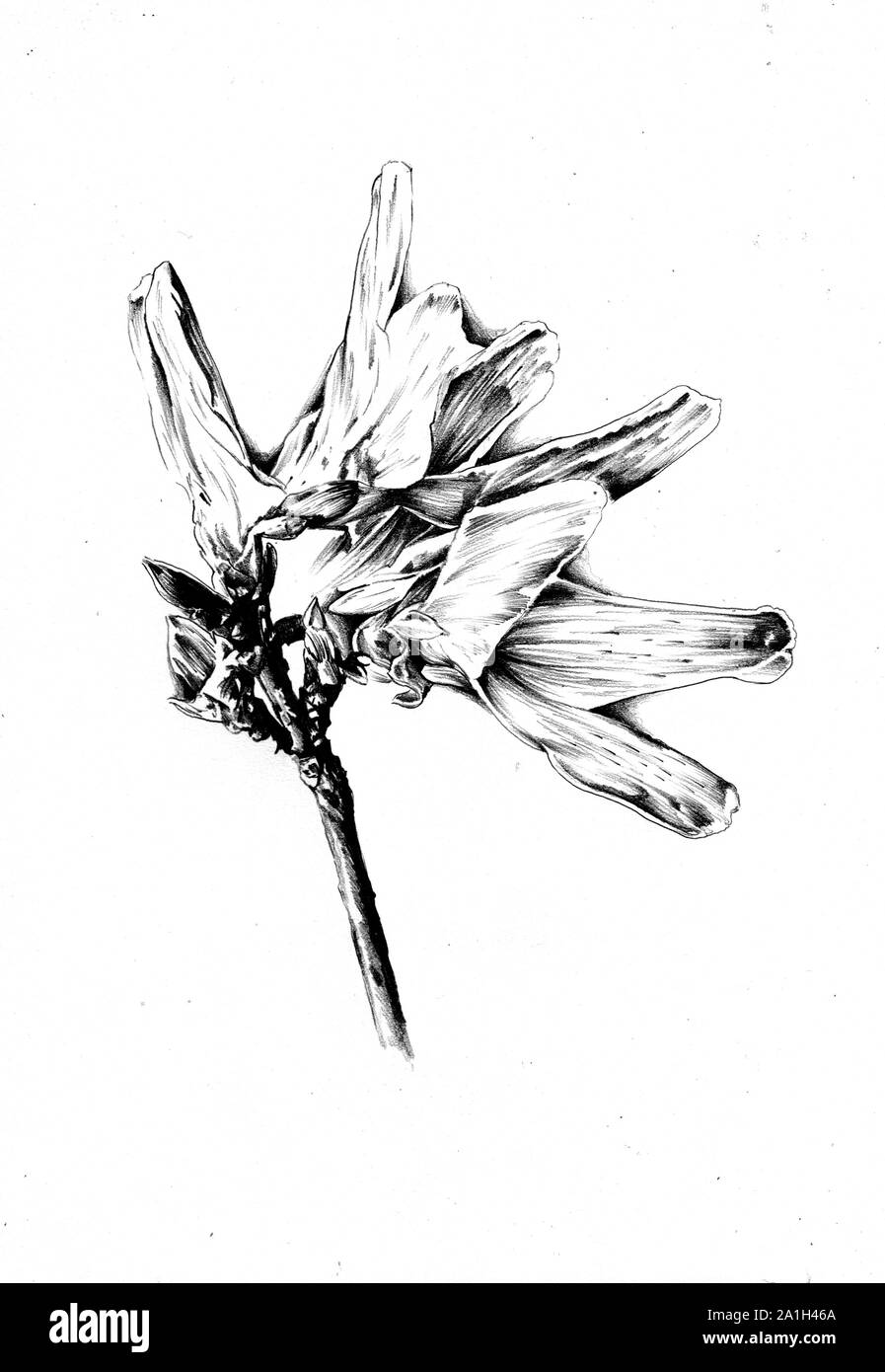 Flower drawing sketch art handmade Stock Photo - Alamy