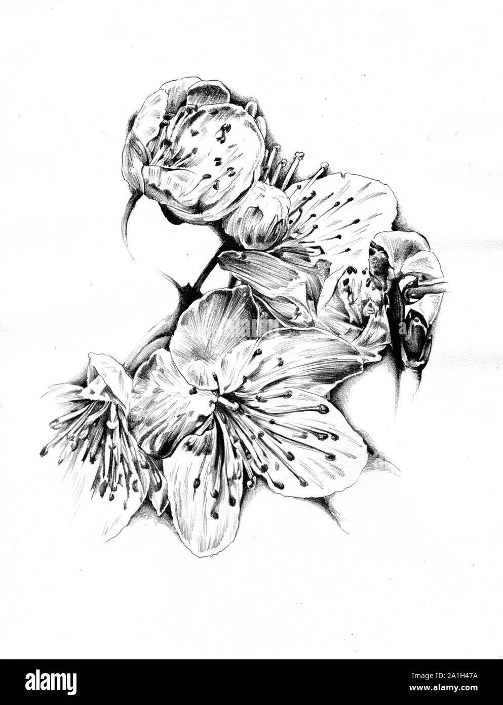 Flower drawing sketch art handmade Stock Photo - Alamy