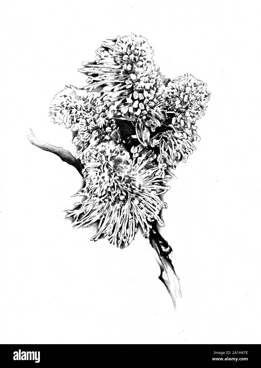 Flower drawing sketch art handmade Stock Photo - Alamy