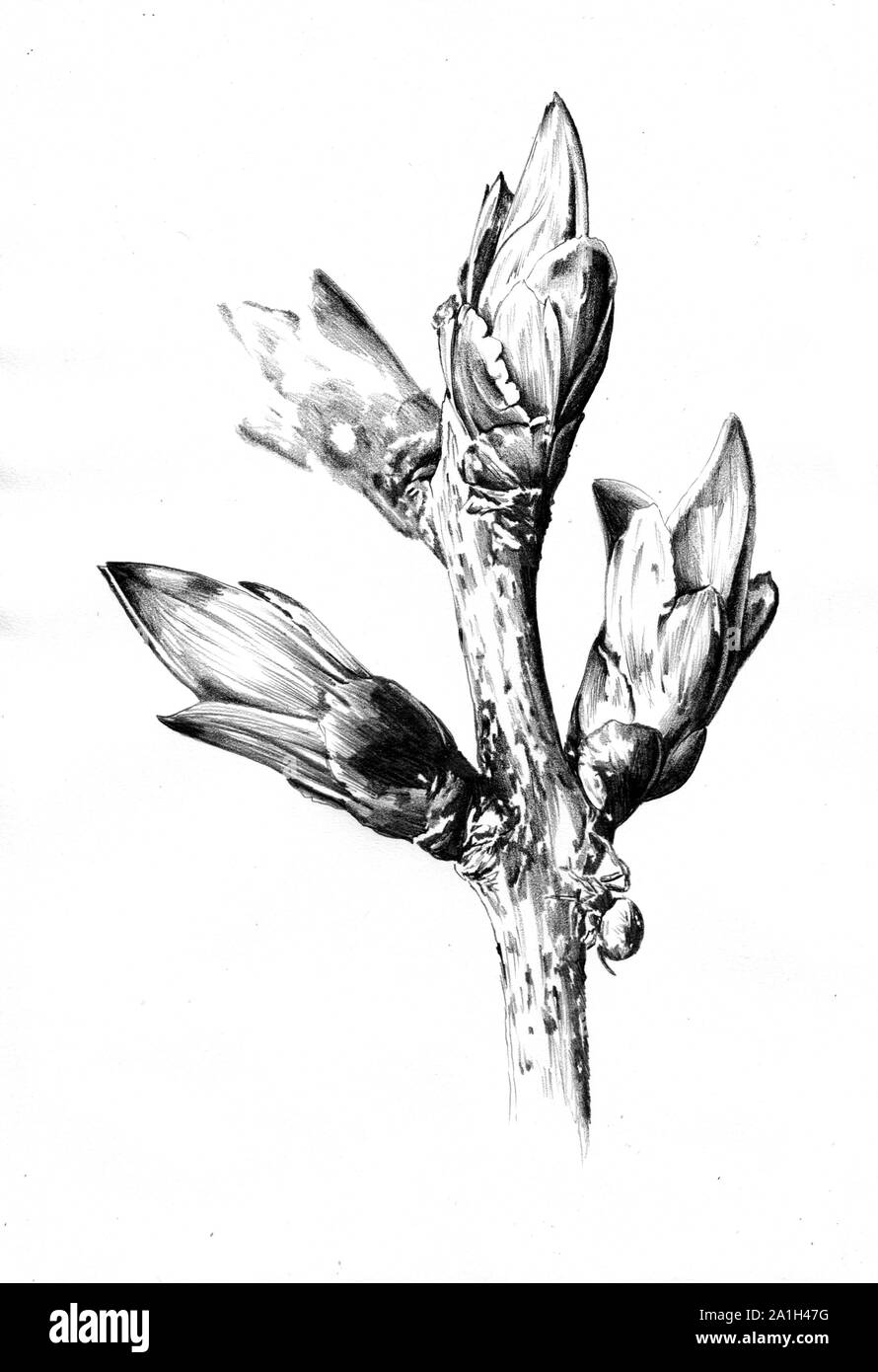 Flower drawing sketch art handmade Stock Photo - Alamy
