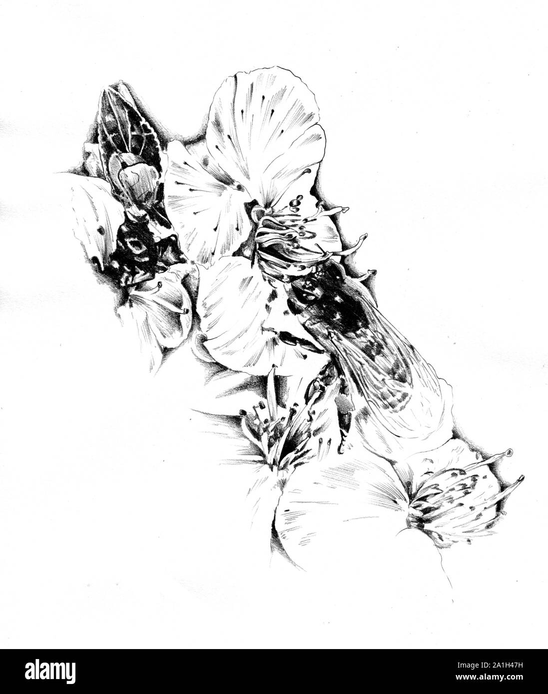 Flower drawing sketch art handmade Stock Photo - Alamy