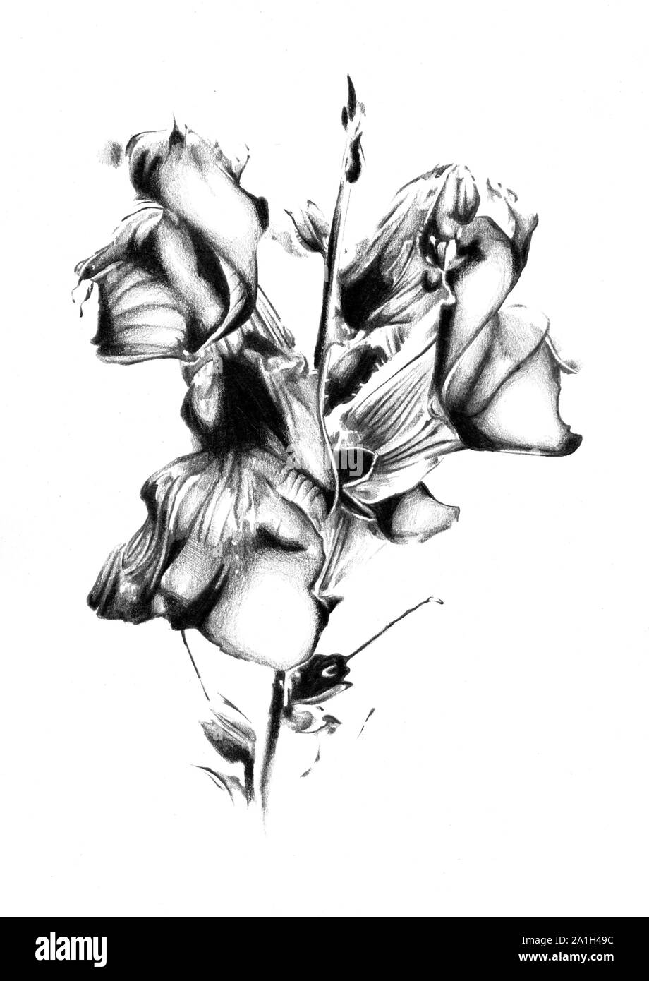 Flower drawing sketch art handmade Stock Photo - Alamy